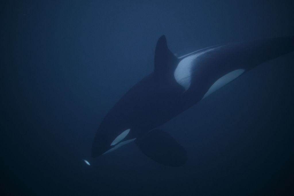 [VIRAL] Video of World's Loneliest Orca Swimming in Depressing Pattern ...