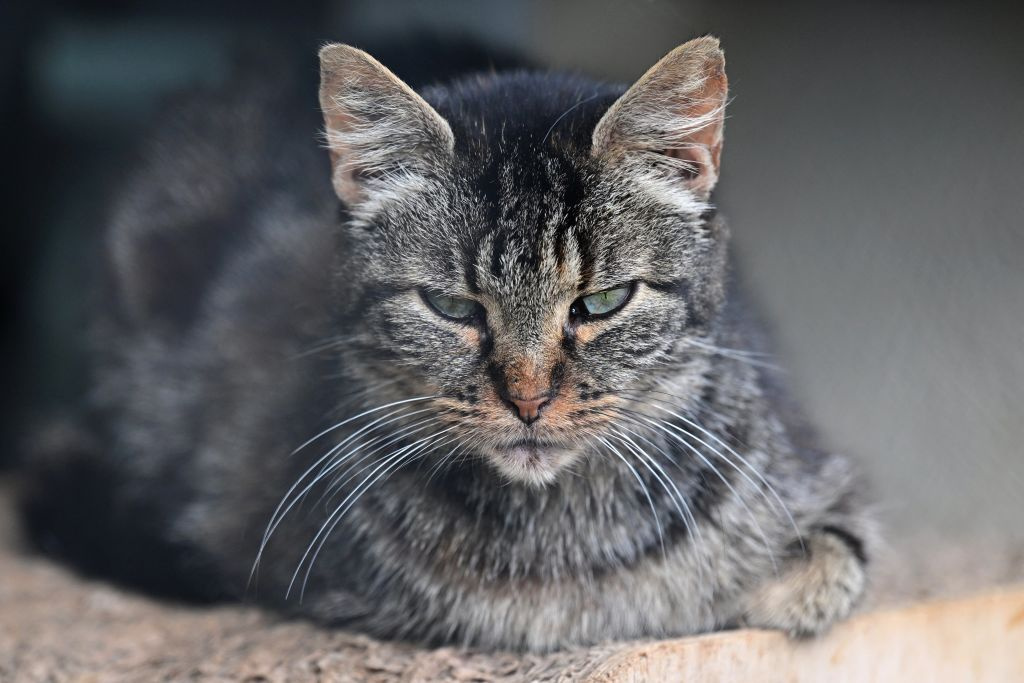[STUDY] Domestic Cats Kill Over 2000 Species on Average—Over 340 Of ...
