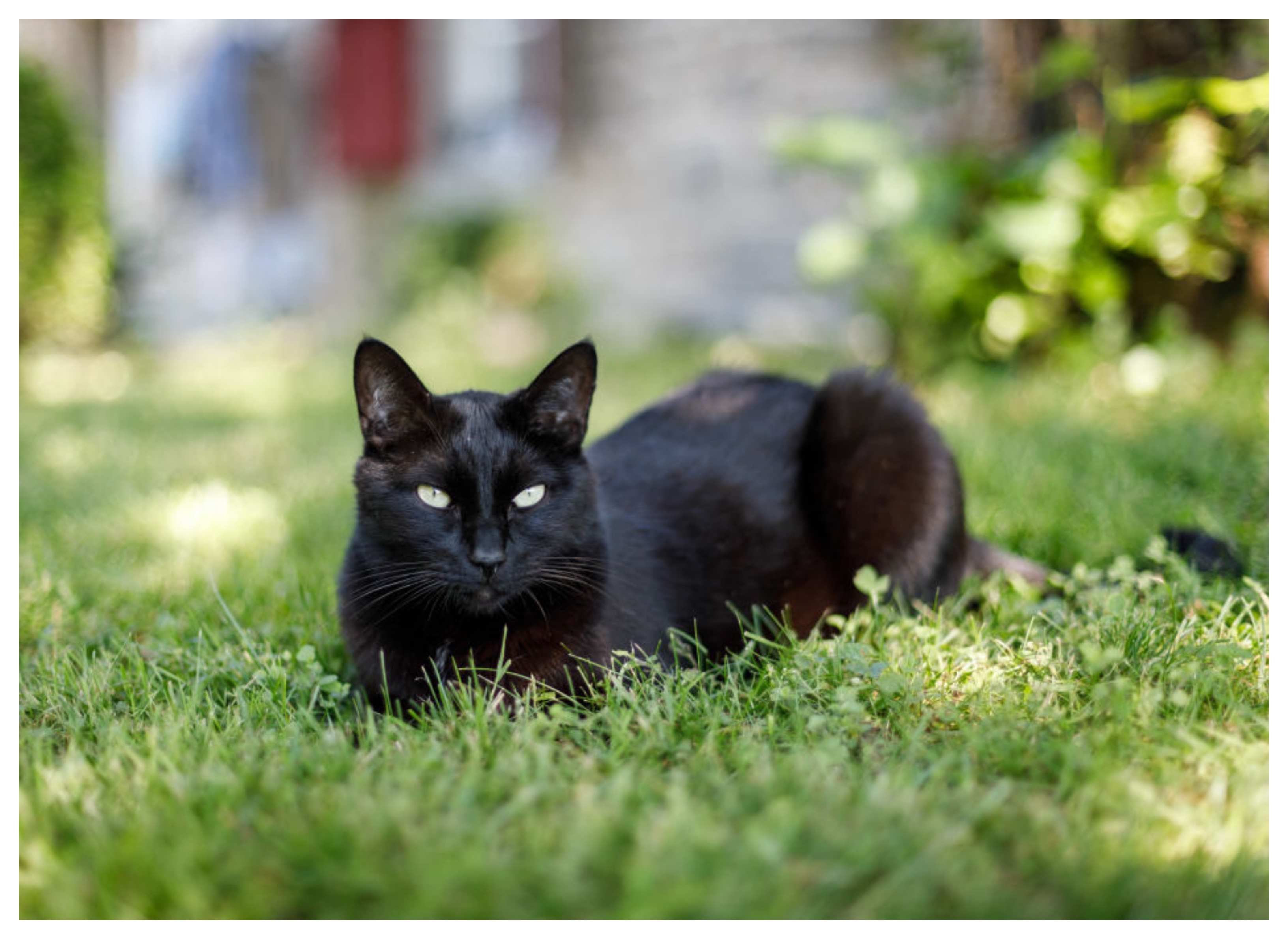 Ohio woman accused of killing, eating cat in front of people